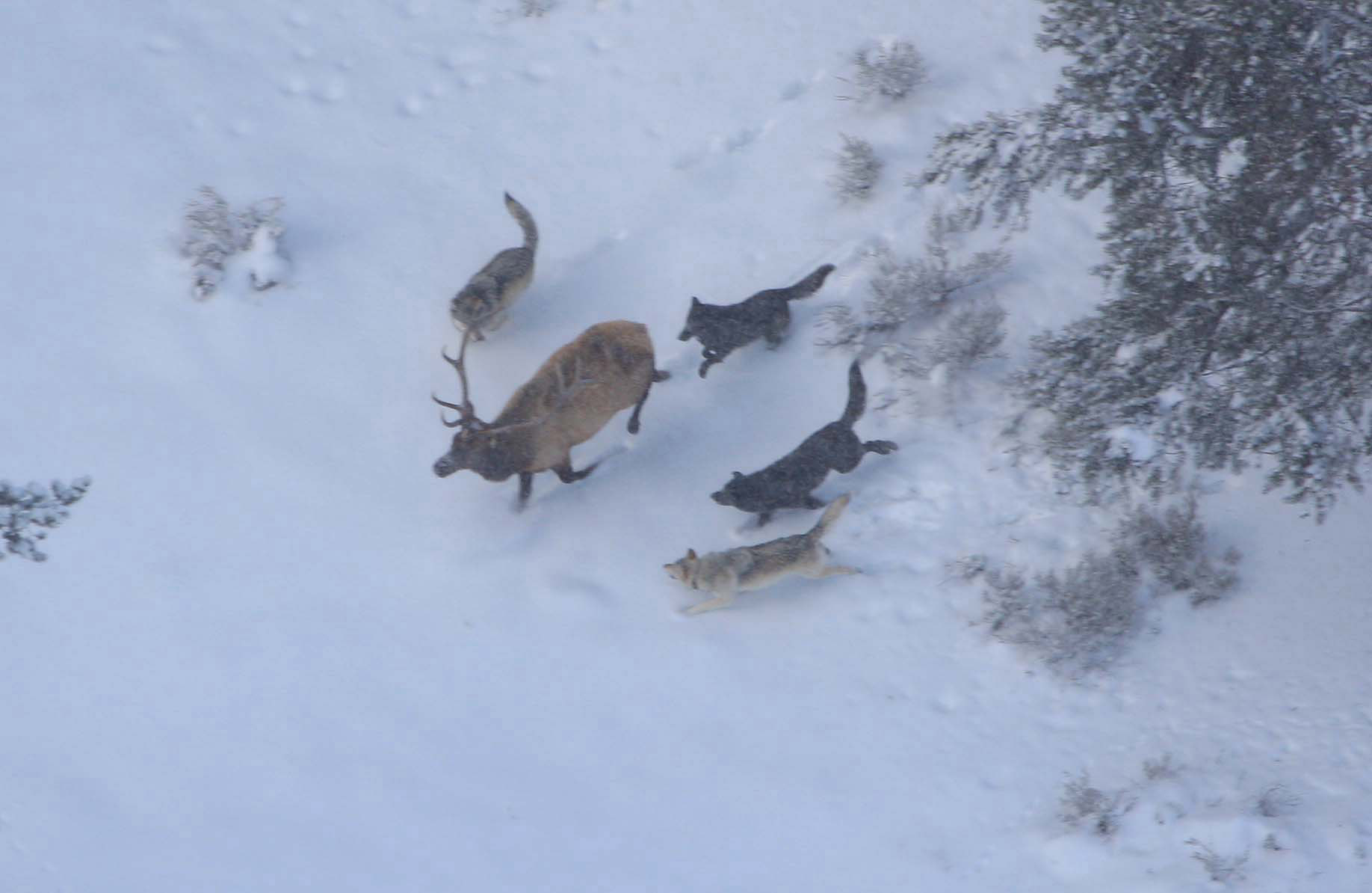 USFWS Halts Nationwide Gray Wolf Recovery Plan: 2026 Policy Shift an