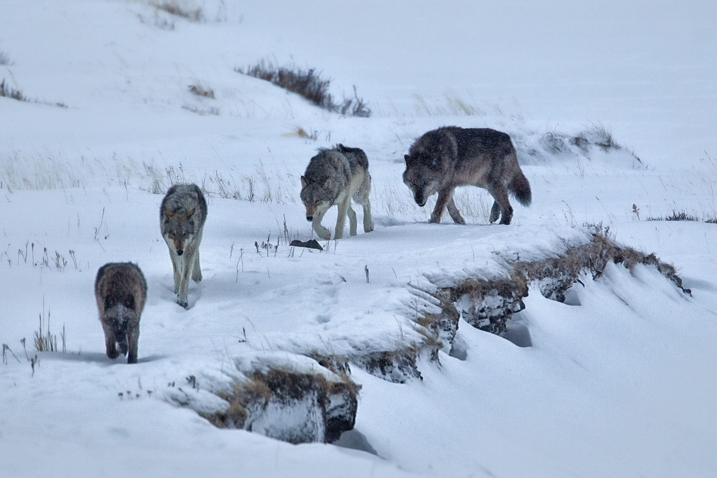USFWS Halts Nationwide Gray Wolf Recovery Plan: 2026 Policy Shift an
